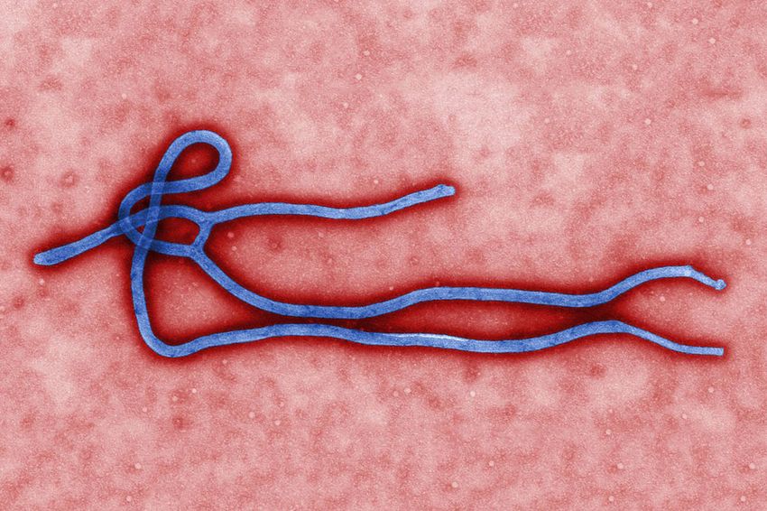Patient at Dallas Hospital Diagnosed With Ebola | The Texas Tribune