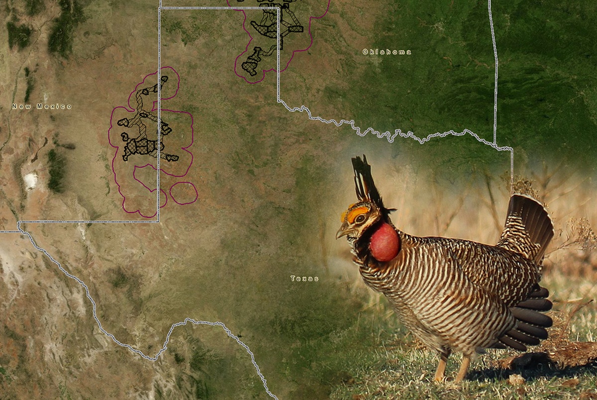Lesser Prairie Chicken Listed as Threatened | The Texas Tribune