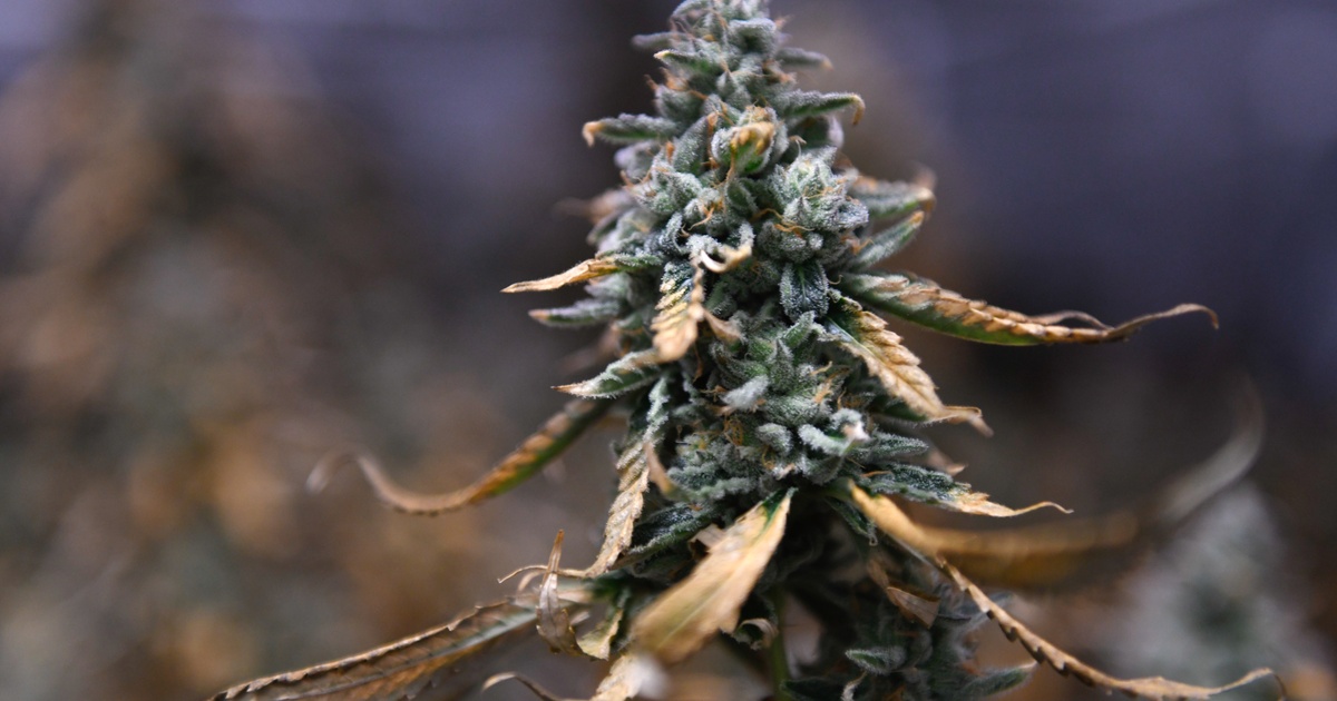 Texas reined in recreational THC for more medical marijuana | The Texas ...
