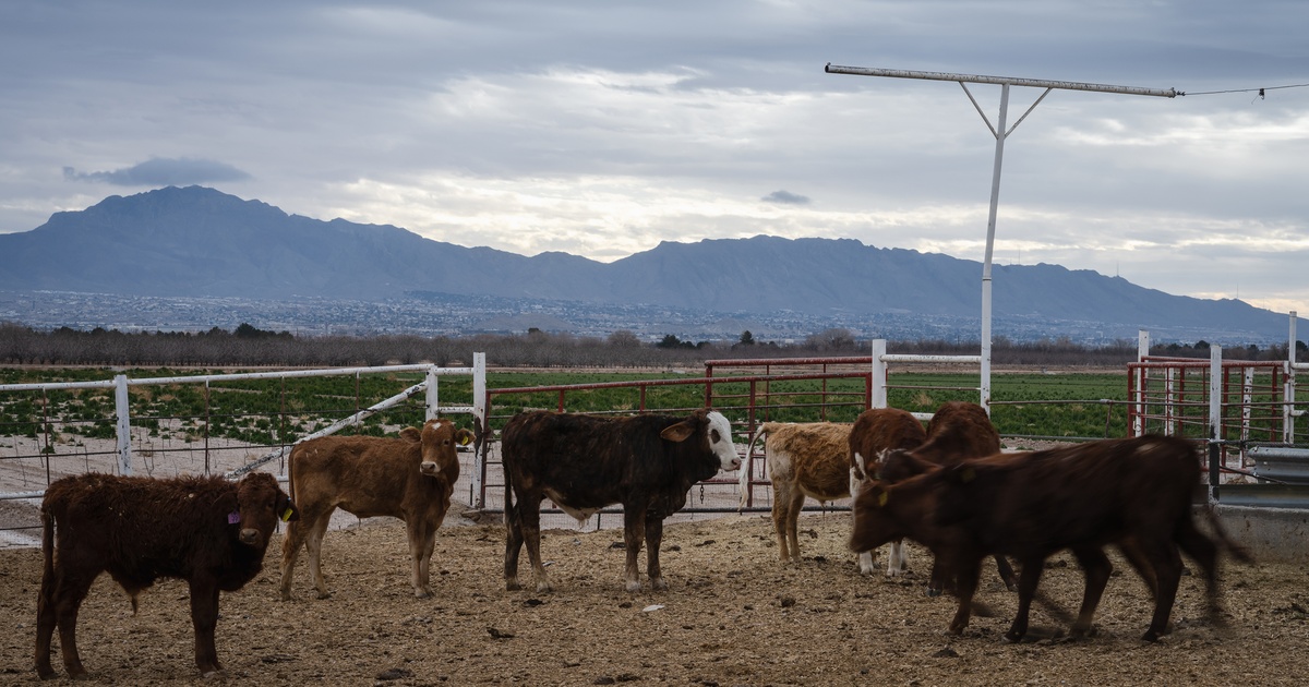 USDA announces more steps to combat screwworm in Texas | The Texas Tribune