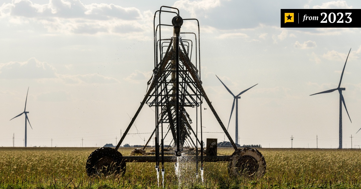 Extreme heat threatens Texas’ crops and cattle | The Texas Tribune