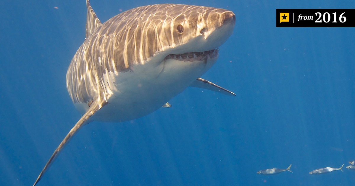 In Time for Shark Week, Texas Fin Ban Takes Effect | The Texas Tribune