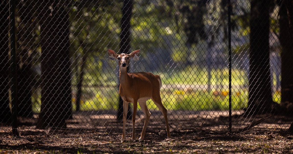 Texas fight against deer disease threatens breeding industry | The ...
