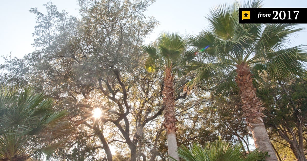 House approves tree removal bill, breaking from Abbott and Senate | The ...