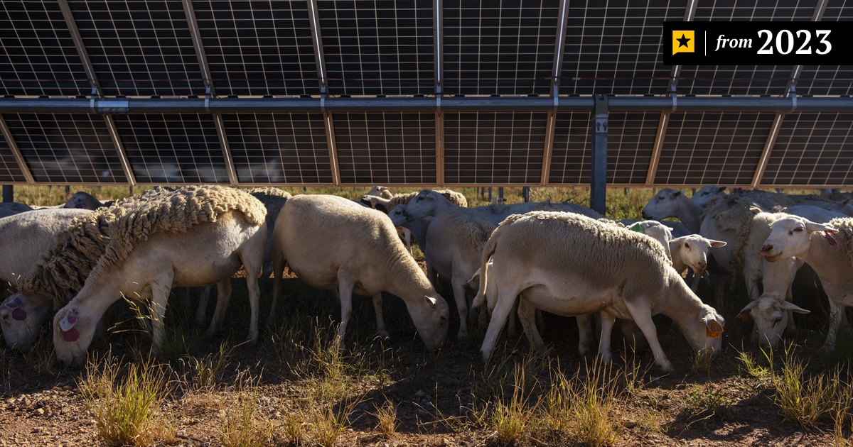 Sheep find a home on Texas solar farms as “agrivoltaics” gain ...