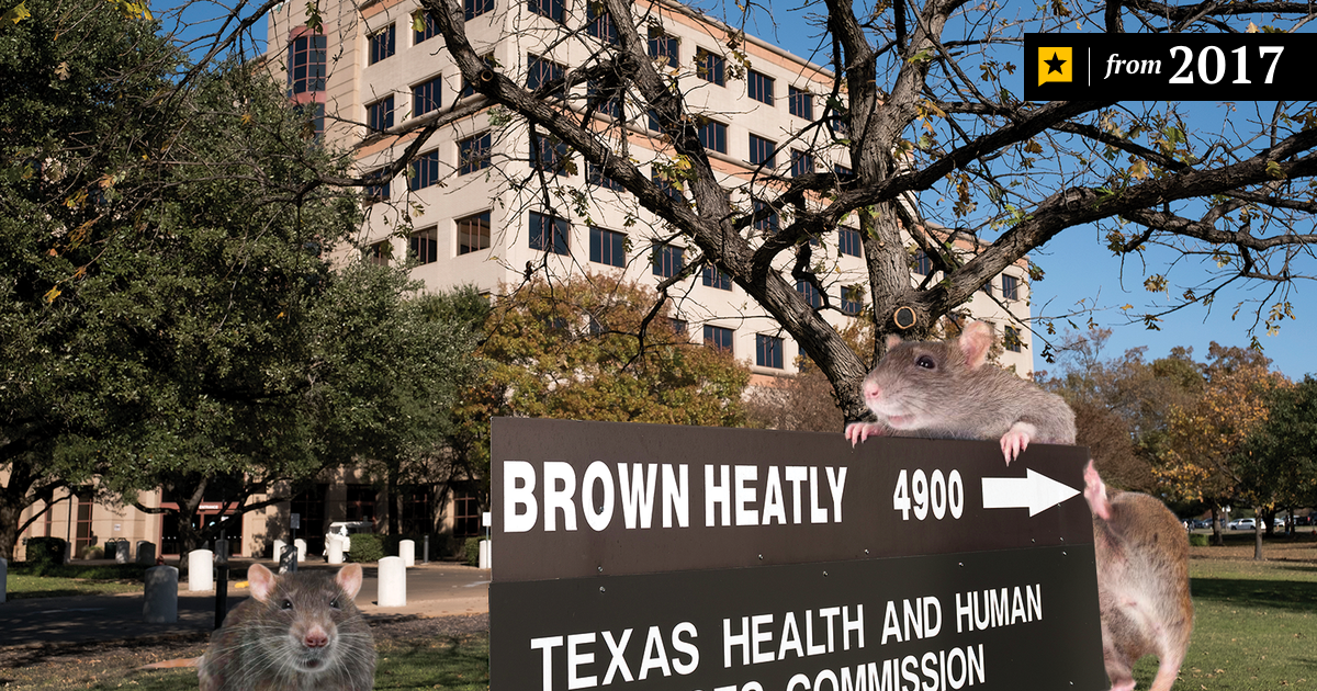 Analysis: Texas government has more than one problem with rats | The ...