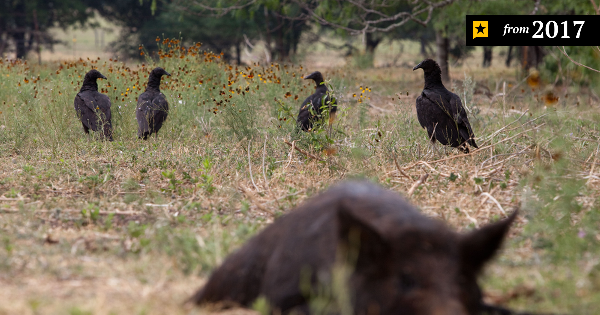 Feral hog poison in Texas on hold — for now | The Texas Tribune