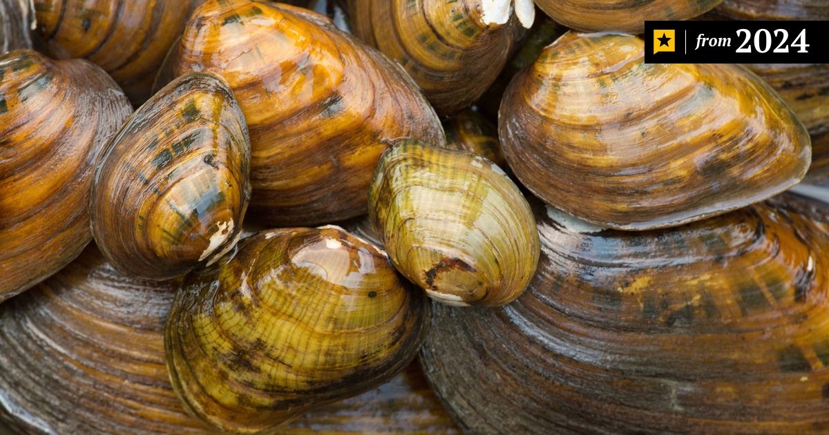 Six Central Texas freshwater mussels listed as endangered | The Texas ...