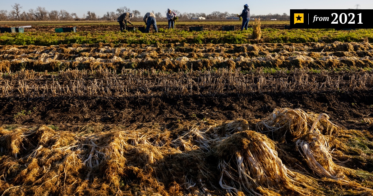 Texas winter storm devastated farms, crops | The Texas Tribune