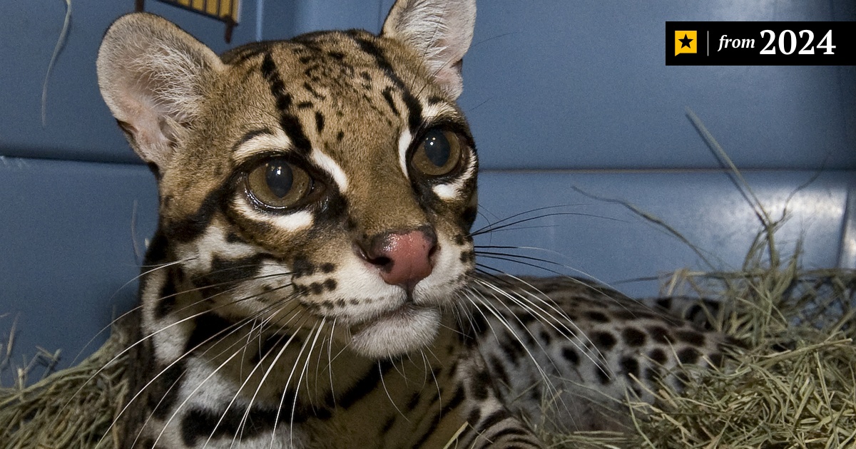 Conservation groups suggest endangered ocelot population may be ...
