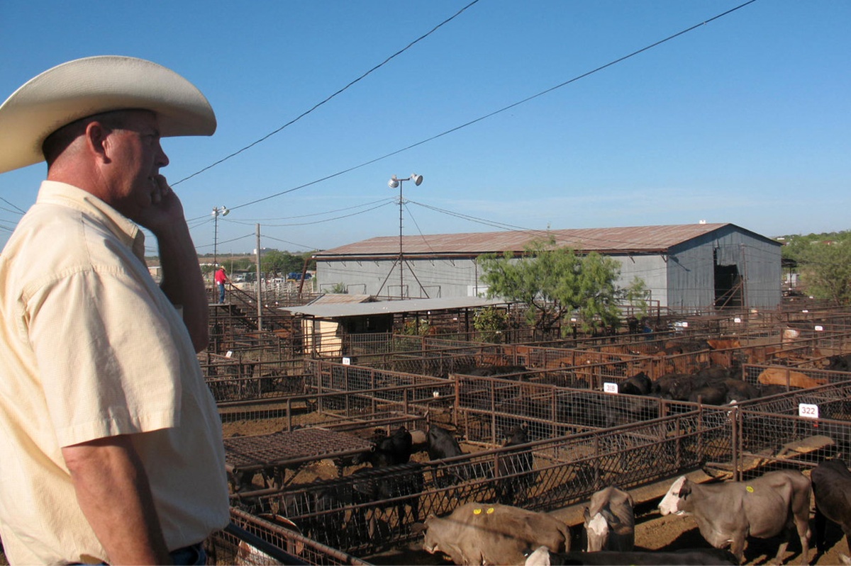 As Drought Intensifies, Texas Ranchers Sell Cattle | The Texas Tribune
